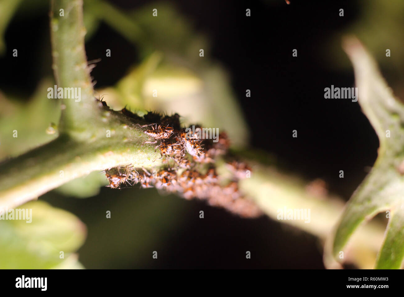 Tomato plant parasites Stock Photo - Alamy
