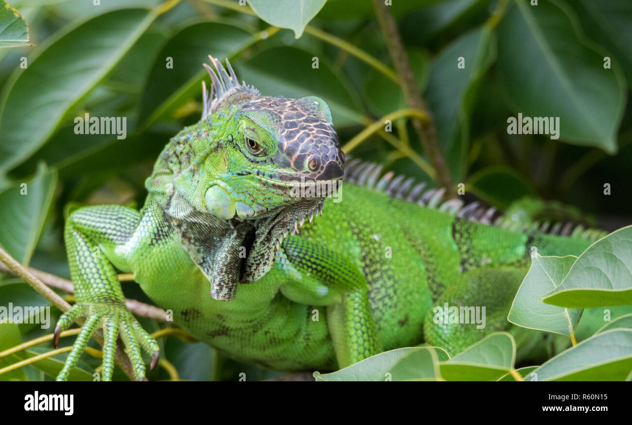 Green Iguana (Iguana iguana) takes refuge on a tree branch, shelters ...