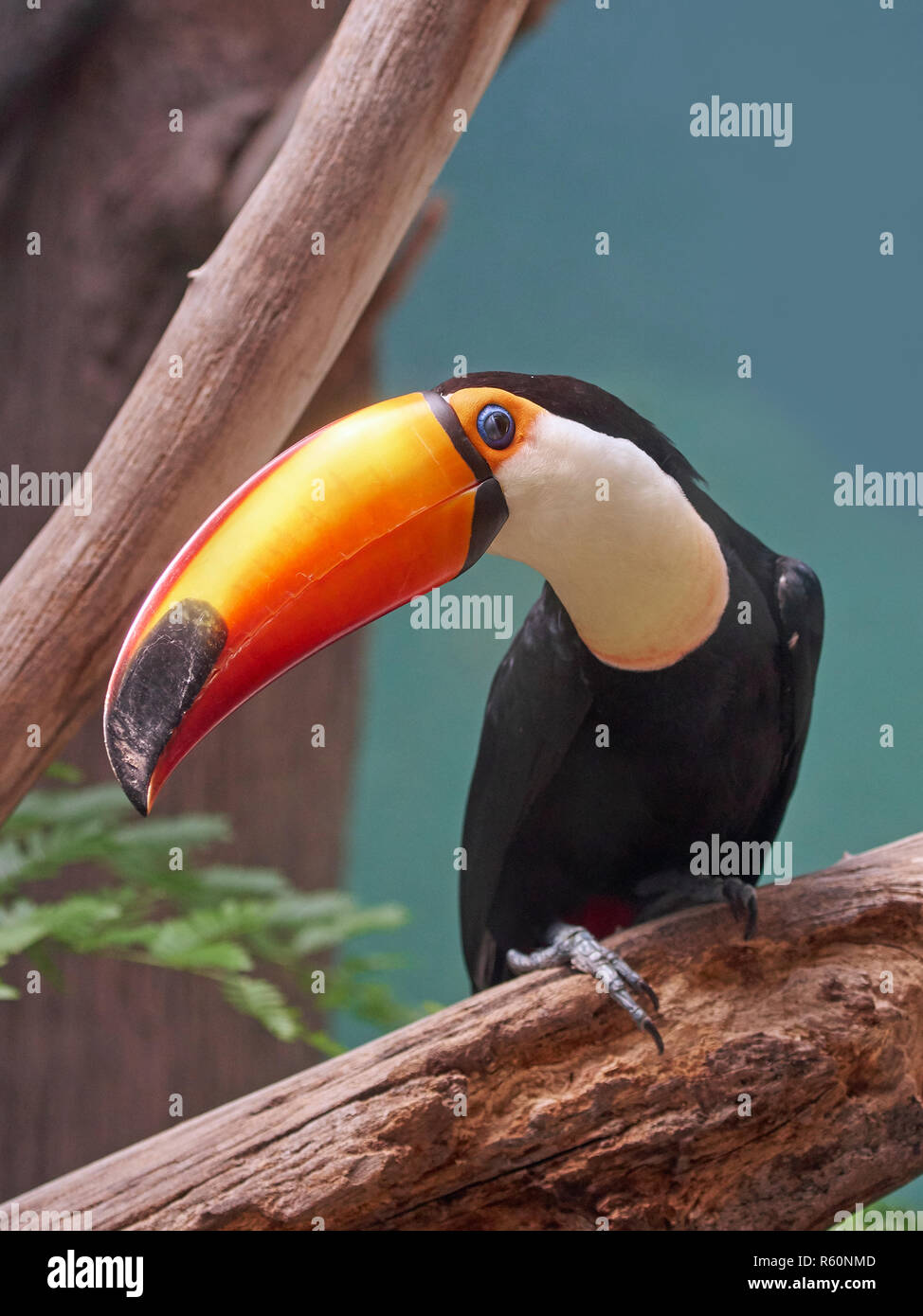 Toco Toucan sitting on a branch in its habitat Stock Photo - Alamy