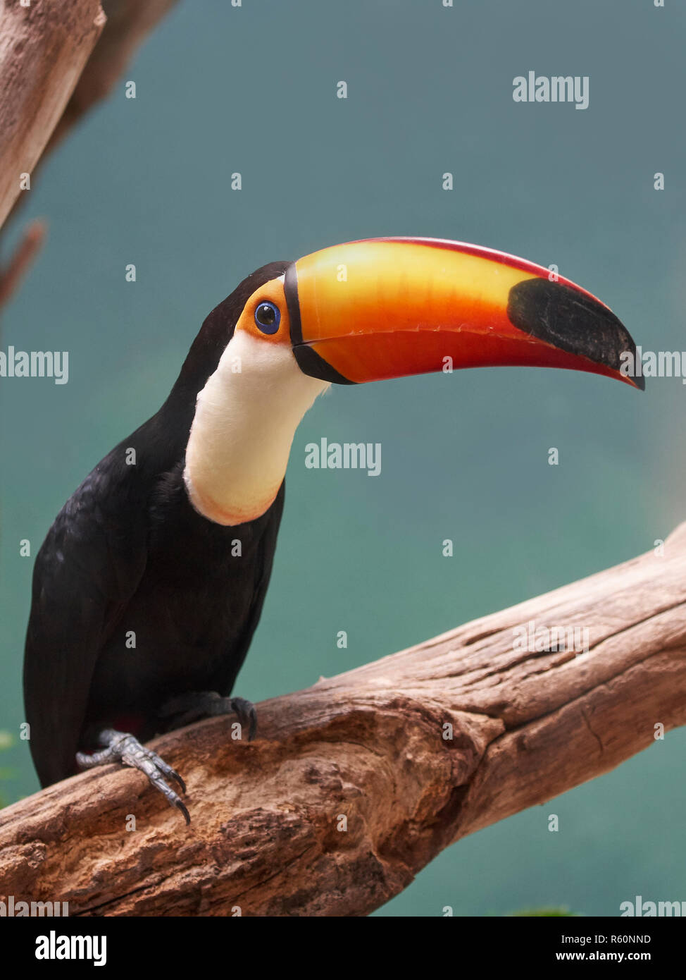 Toco Toucan sitting on a branch in its habitat Stock Photo - Alamy
