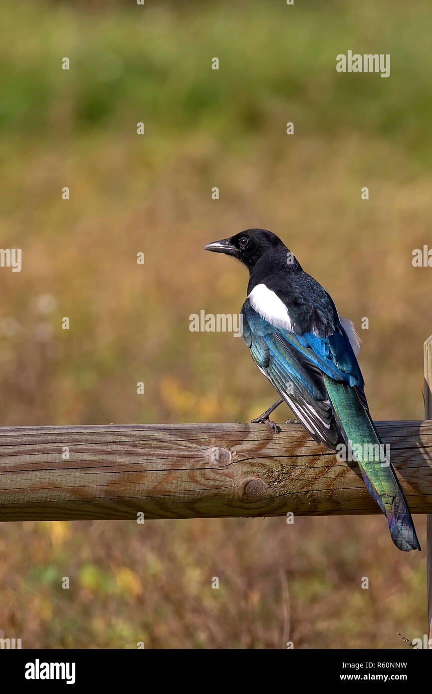 Pie animal hi-res stock photography and images - Alamy