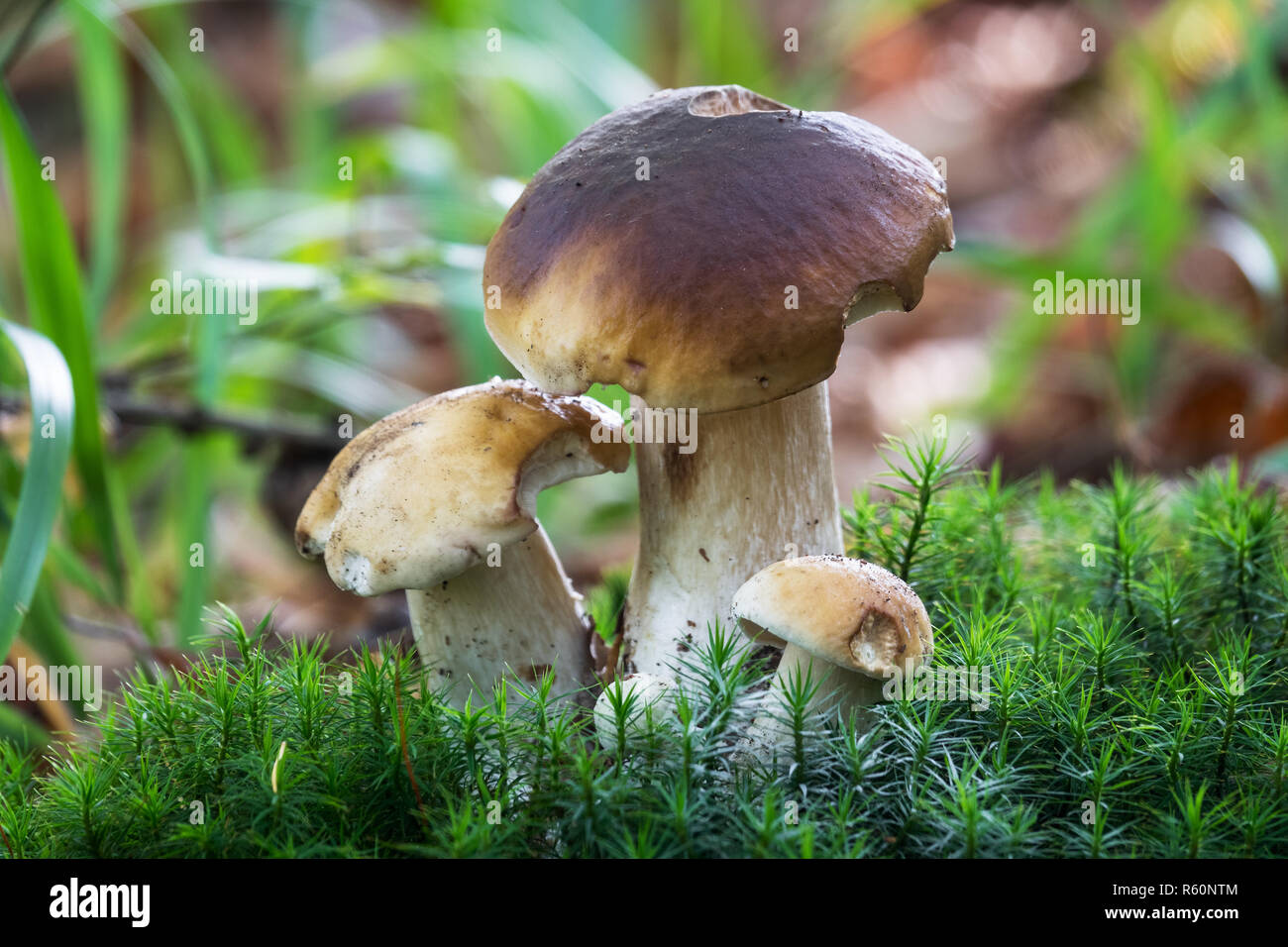 boletus mushroom in the forest Stock Photo - Alamy