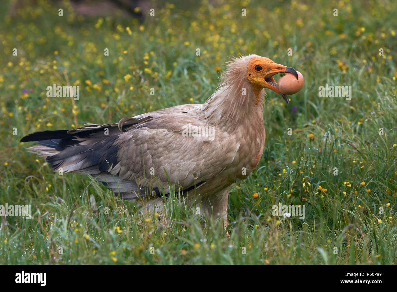 Vulture in natural habitat hi-res stock photography and images - Alamy