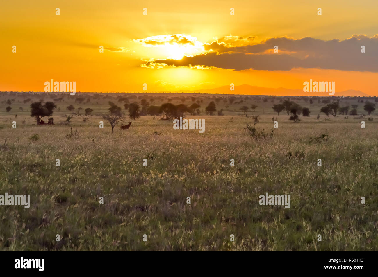 Backdrop savannah sunset hi-res stock photography and images - Alamy