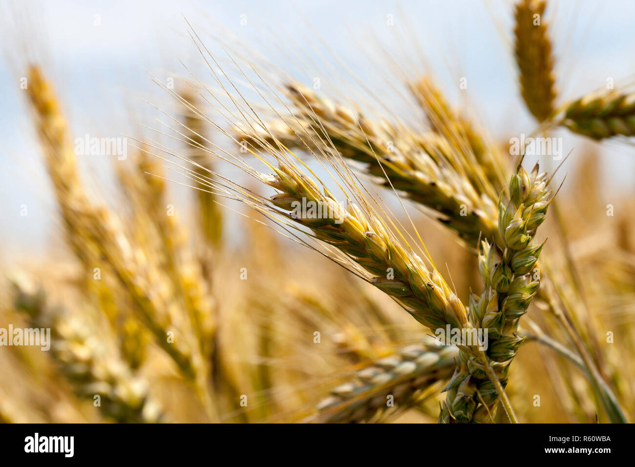 Image nice lonely tree hi-res stock photography and images - Alamy