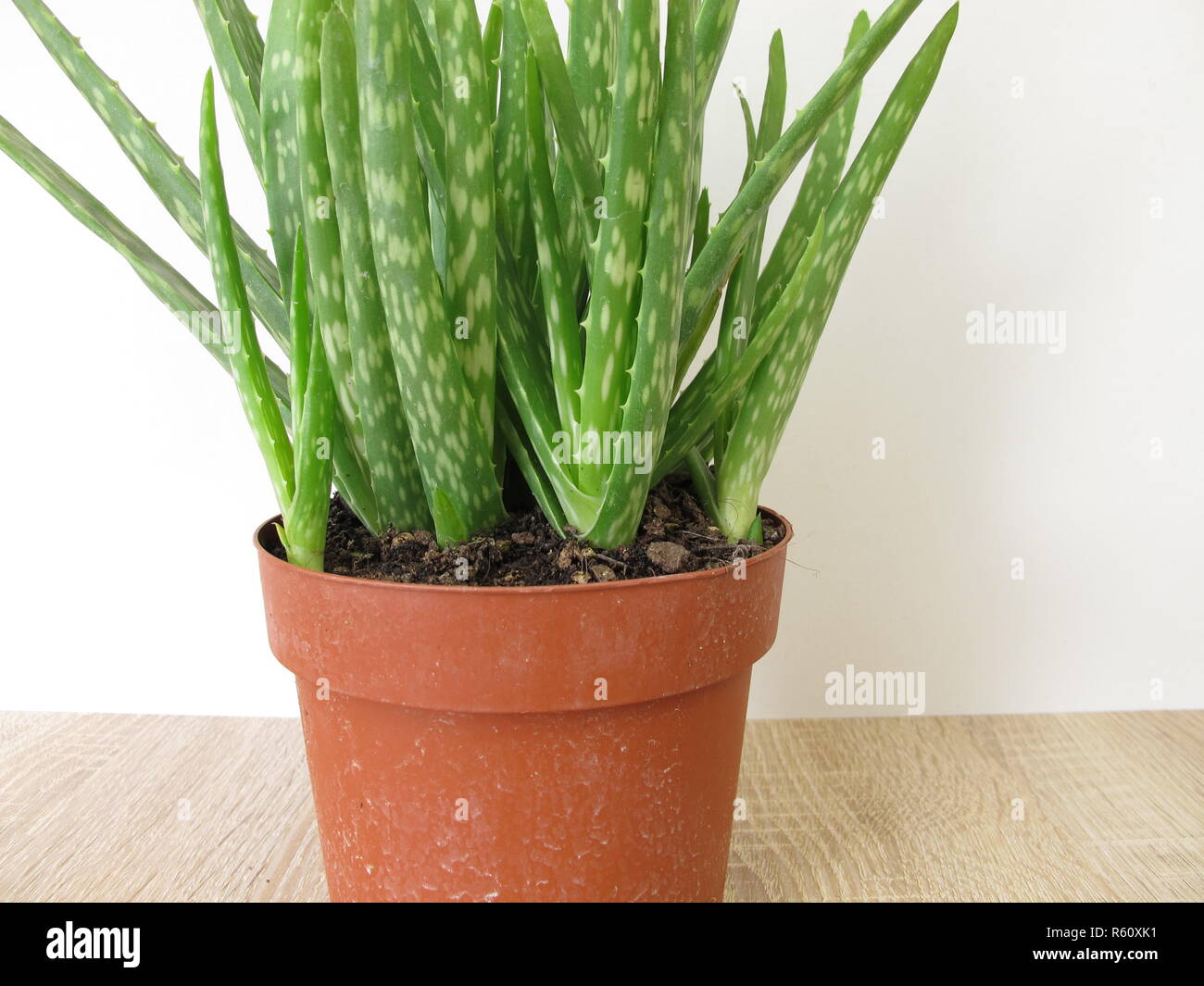 Echte aloe hi-res stock photography and images - Alamy