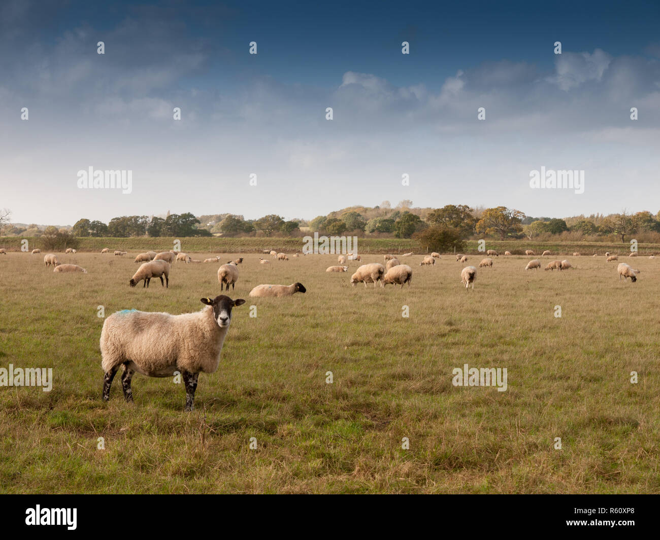 beautiful farm field with sheep grazing on grass summer day one ...
