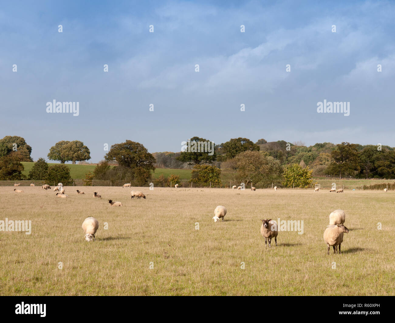 beautiful farm field with sheep grazing on grass summer day Stock Photo ...