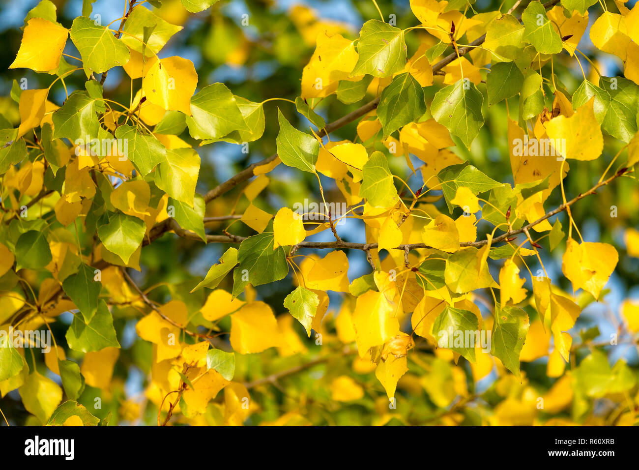 Beautiful autumn color leaves in a poplar tree Stock Photo - Alamy