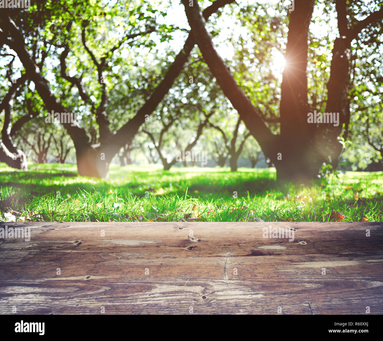 Park outdoor blur background Stock Photo - Alamy