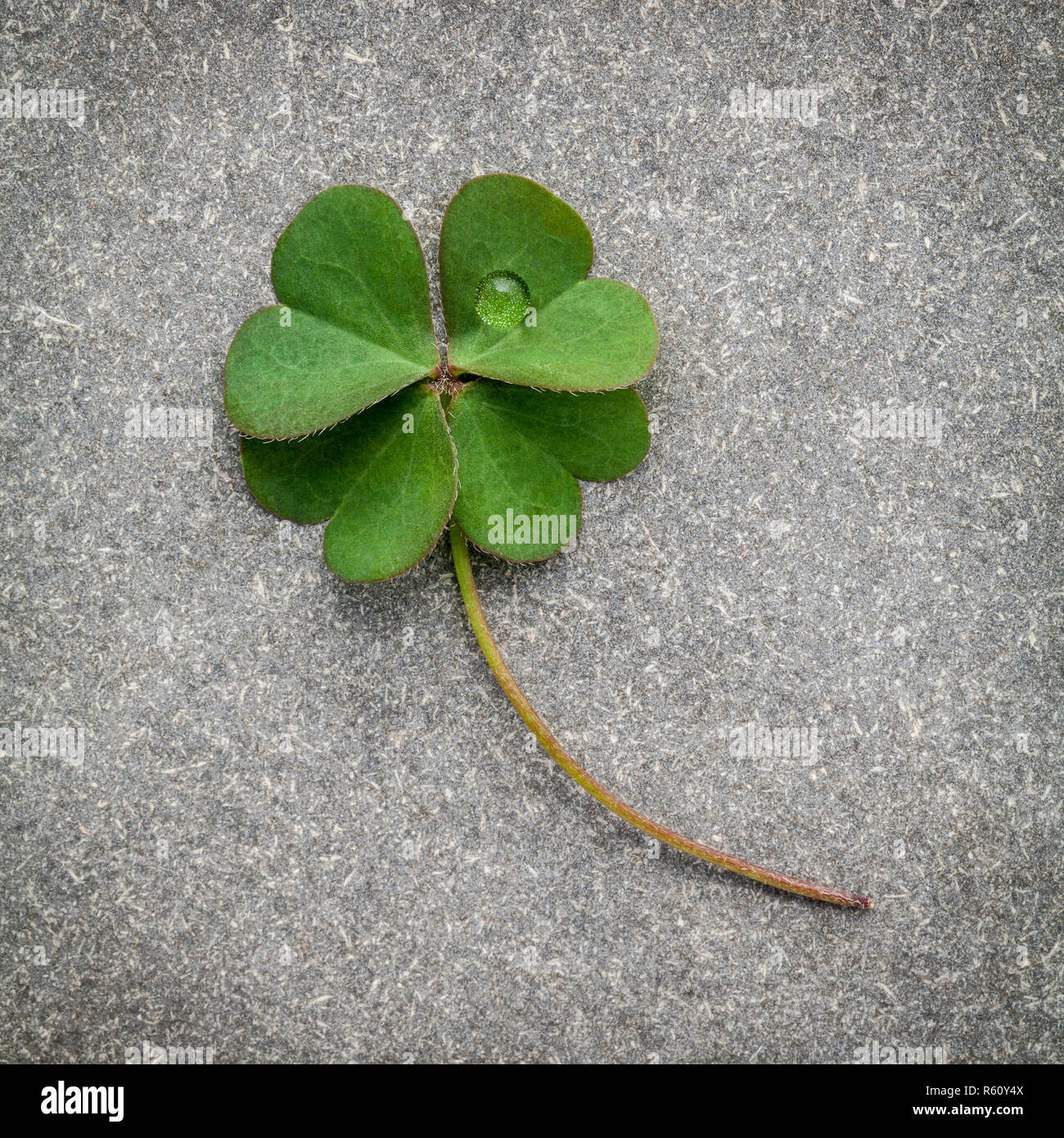 4 leaf clover pattern hi-res stock photography and images - Alamy
