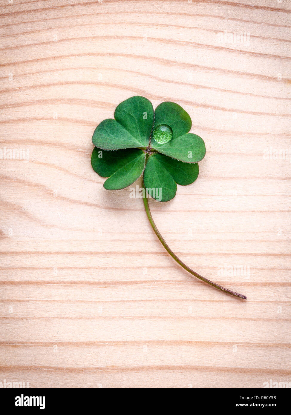 Fourth leaf hi-res stock photography and images - Alamy