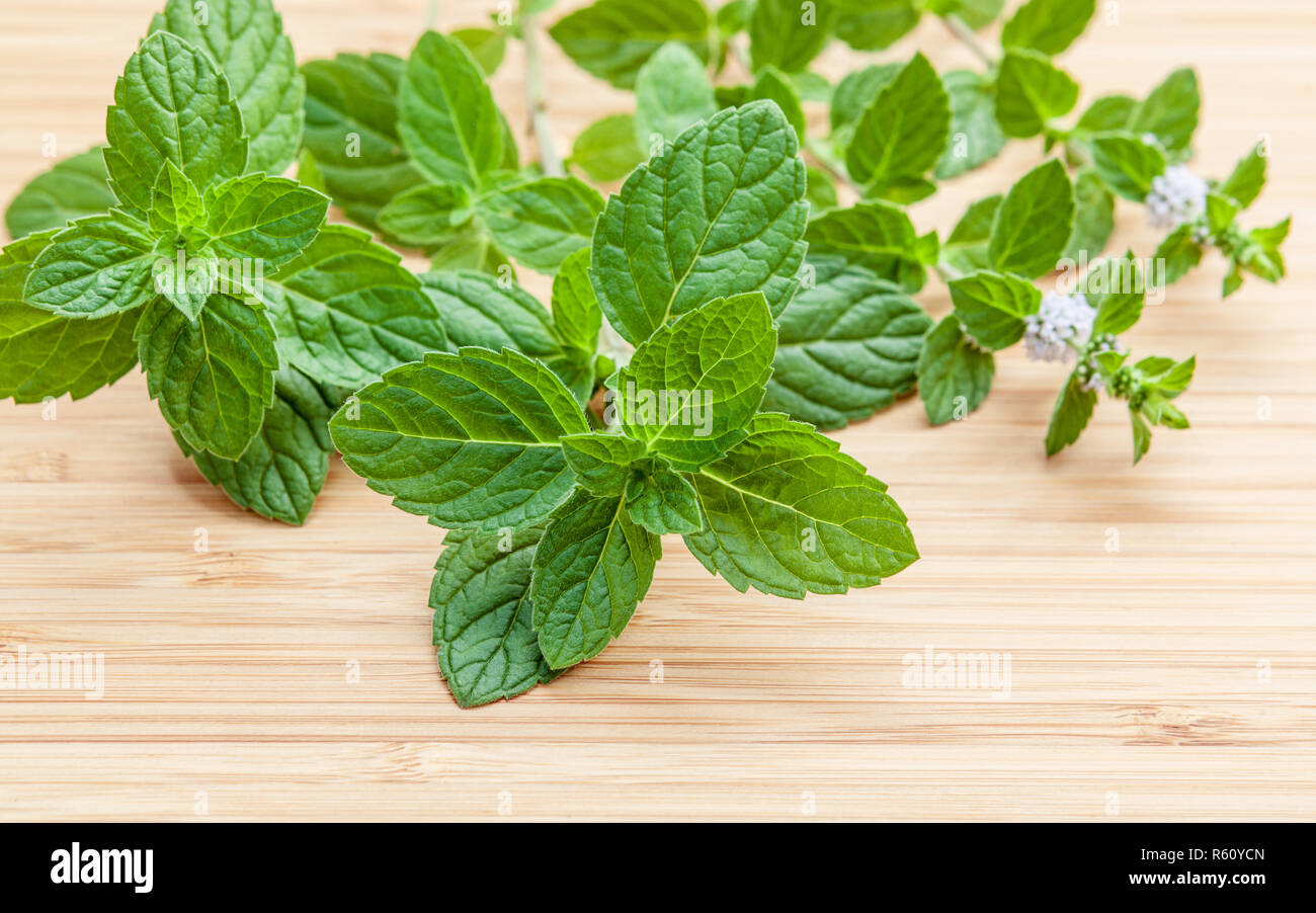 Closeup fresh peppermint leaves and peppermint flower from the garden ...