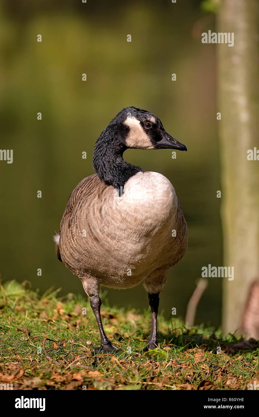 Goose in the wild Stock Photo - Alamy