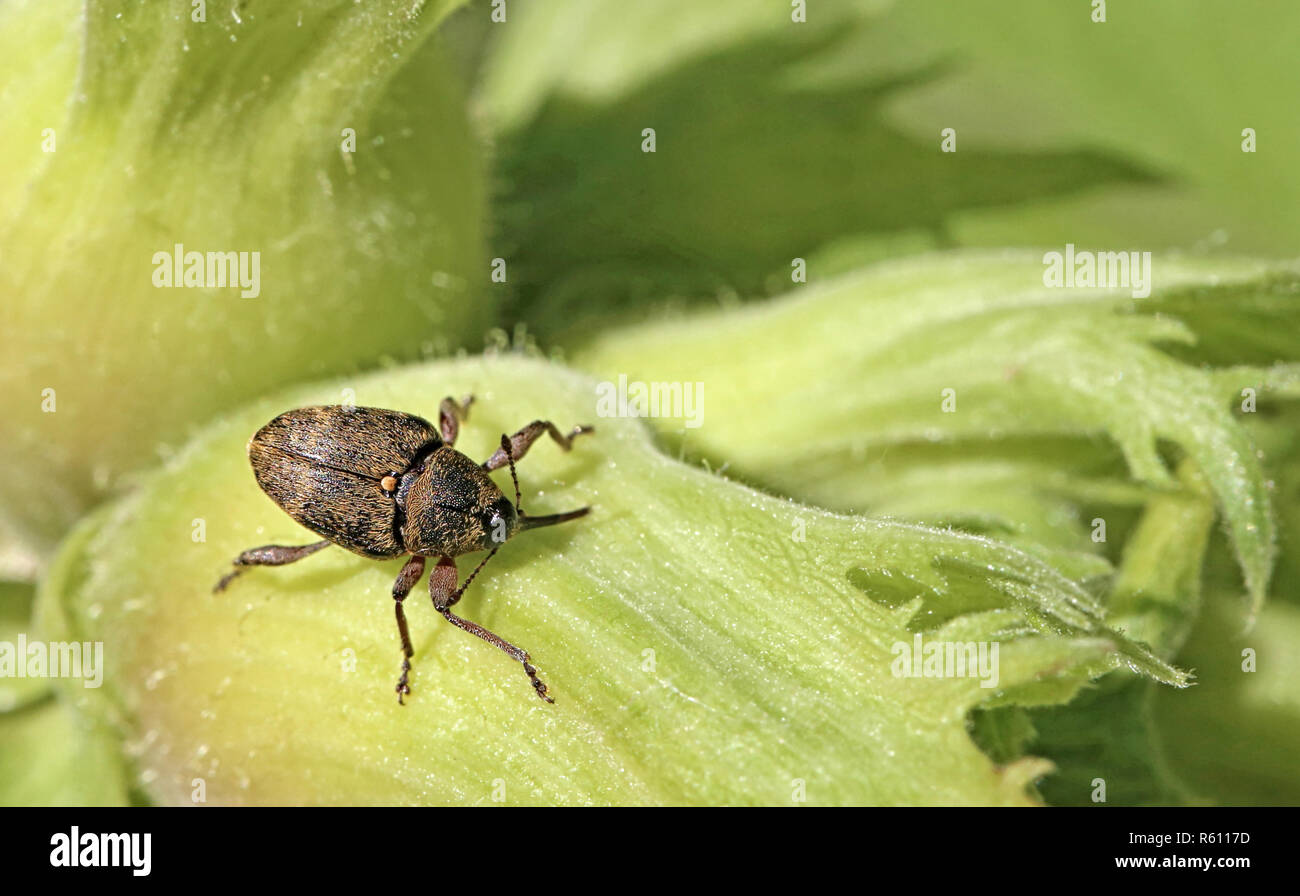 hazelnut drill curculio nucum on hazelnut leaf Stock Photo - Alamy