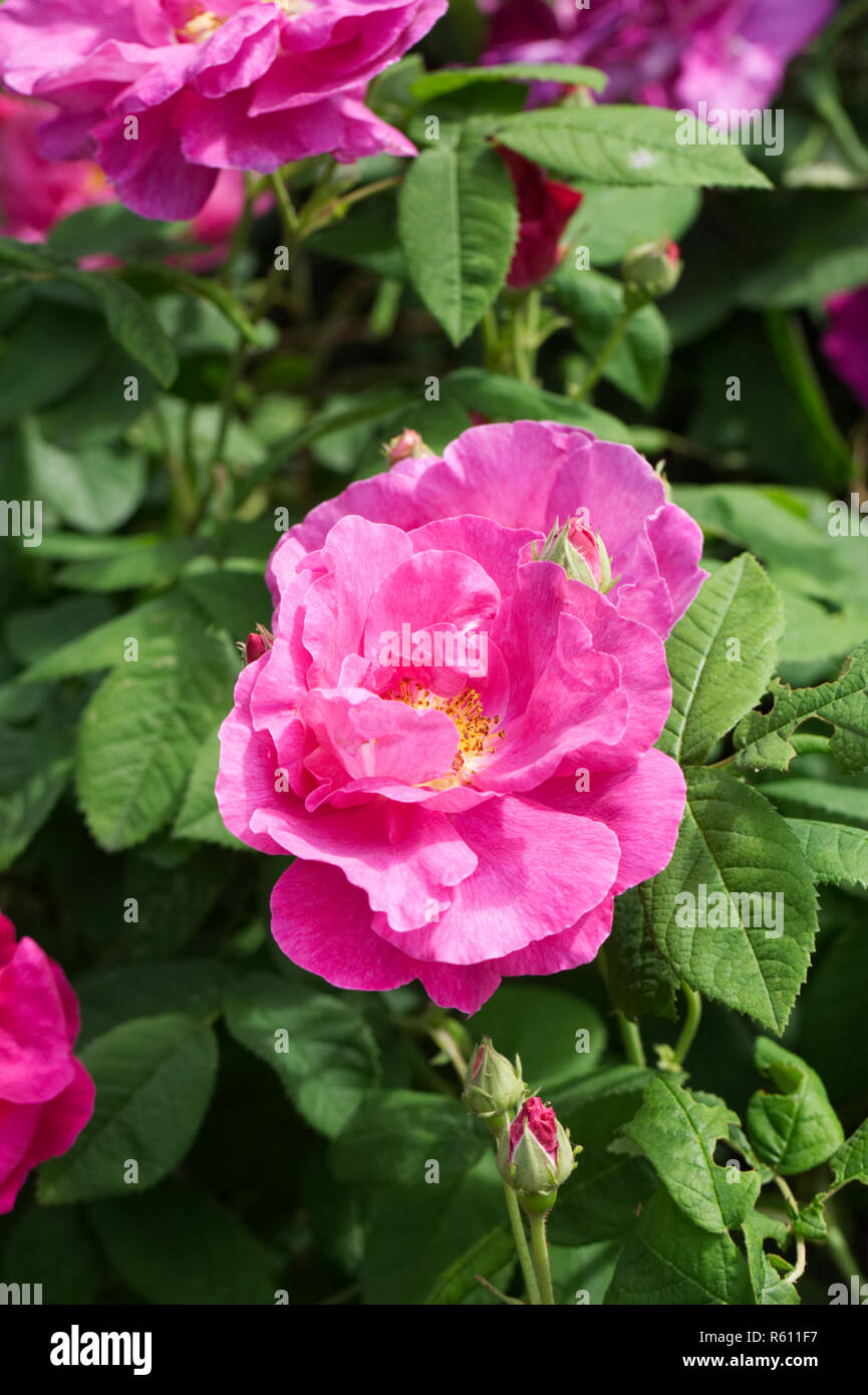 Rosa gallica hi-res stock photography and images - Alamy