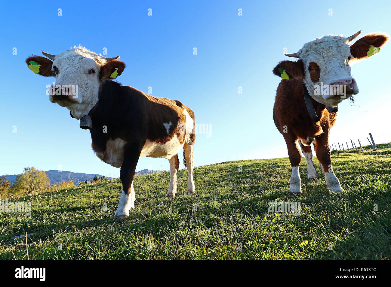 Simmentaler rind hi-res stock photography and images - Alamy