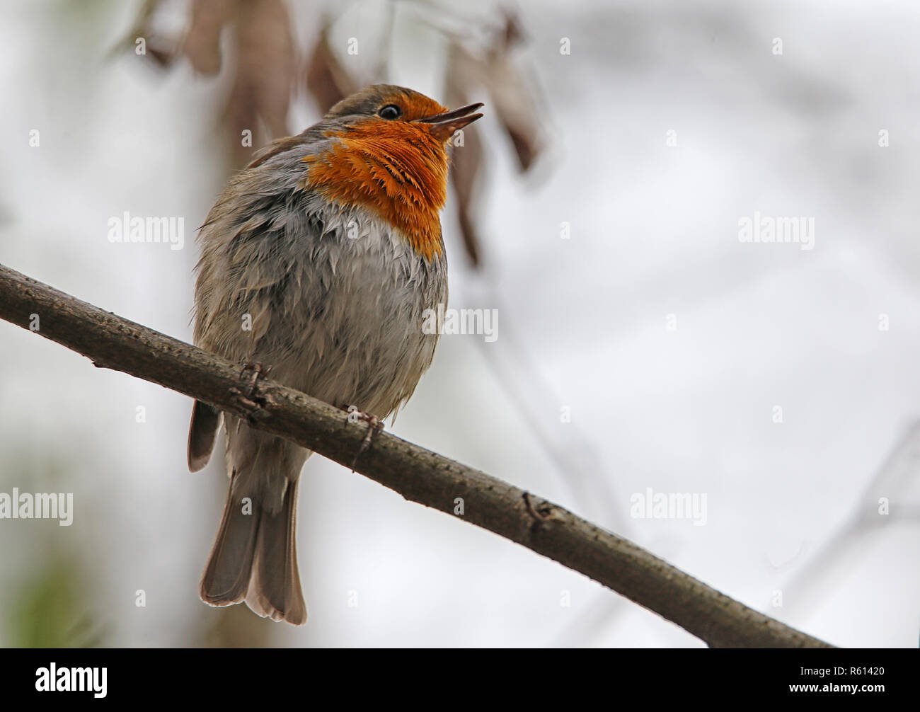 Male robin singing hi-res stock photography and images - Alamy