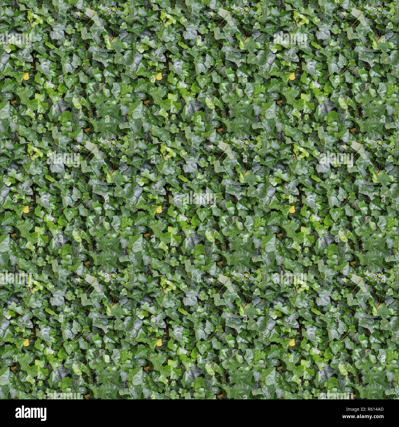 seamless green ivy texture background Stock Photo - Alamy