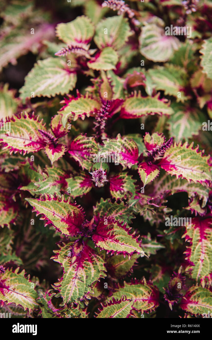 Solenostemon hybrid hi-res stock photography and images - Alamy