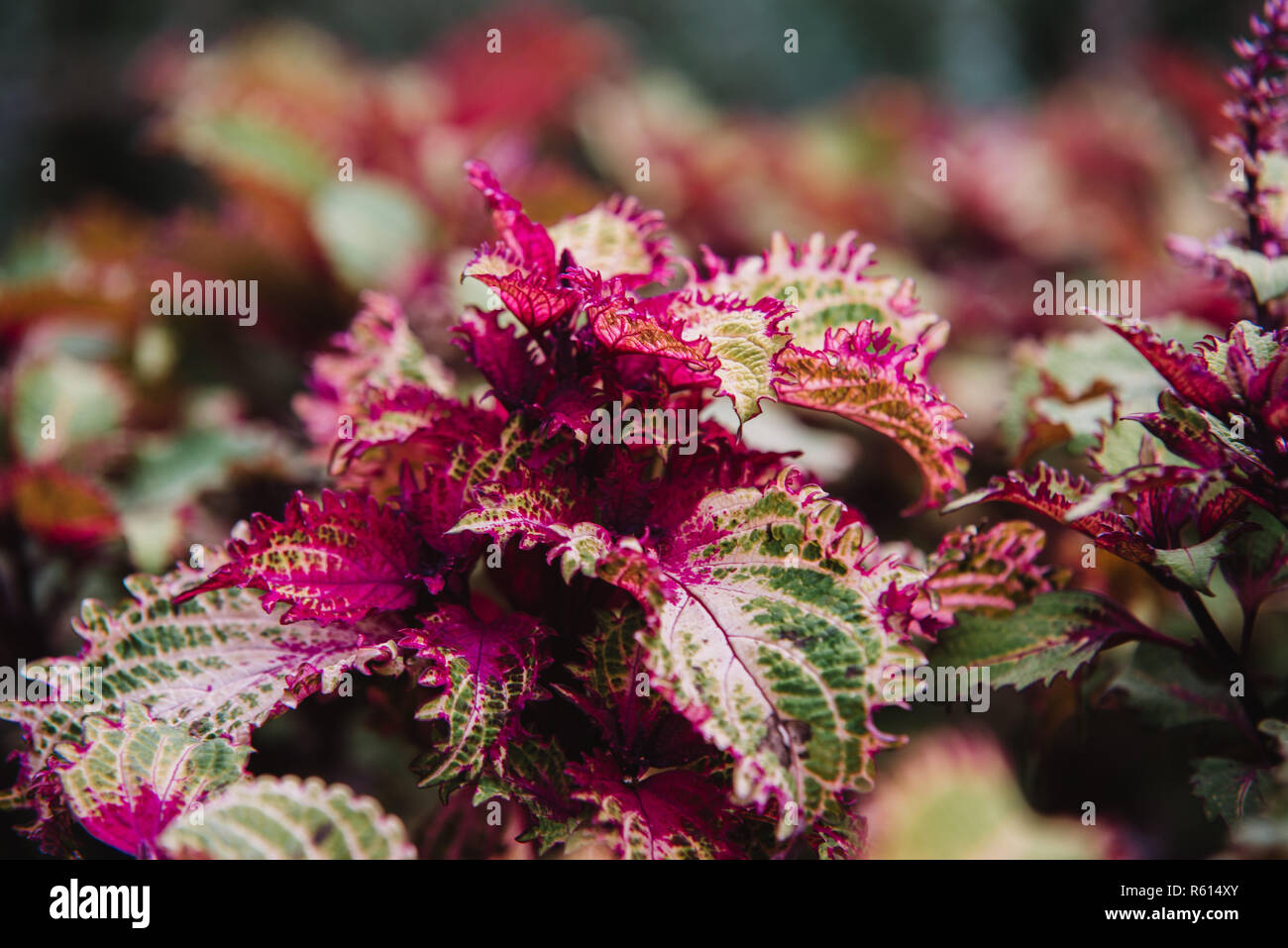 Coleus solenostemon hybrid hi-res stock photography and images - Alamy