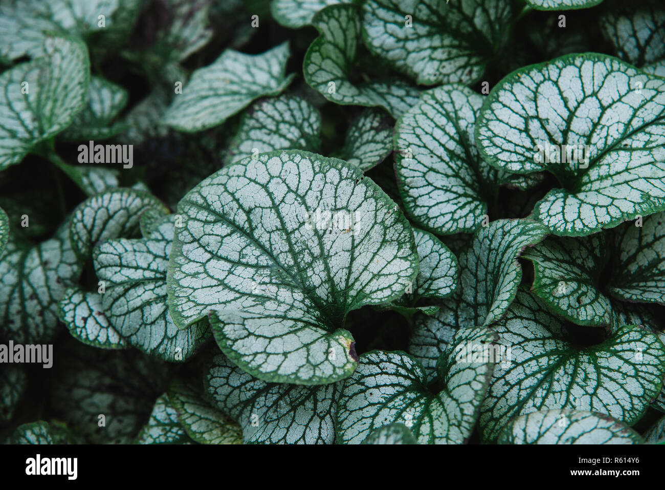 close up on brunnera macrophylla,top view Stock Photo - Alamy