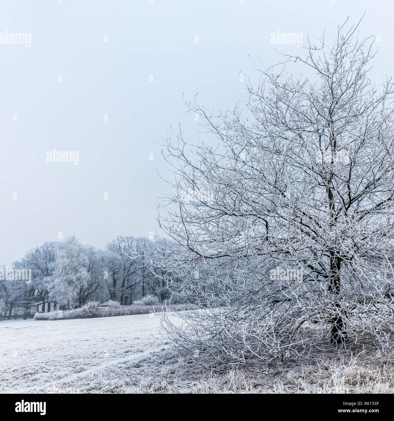winter mood with frozen trees Stock Photo - Alamy