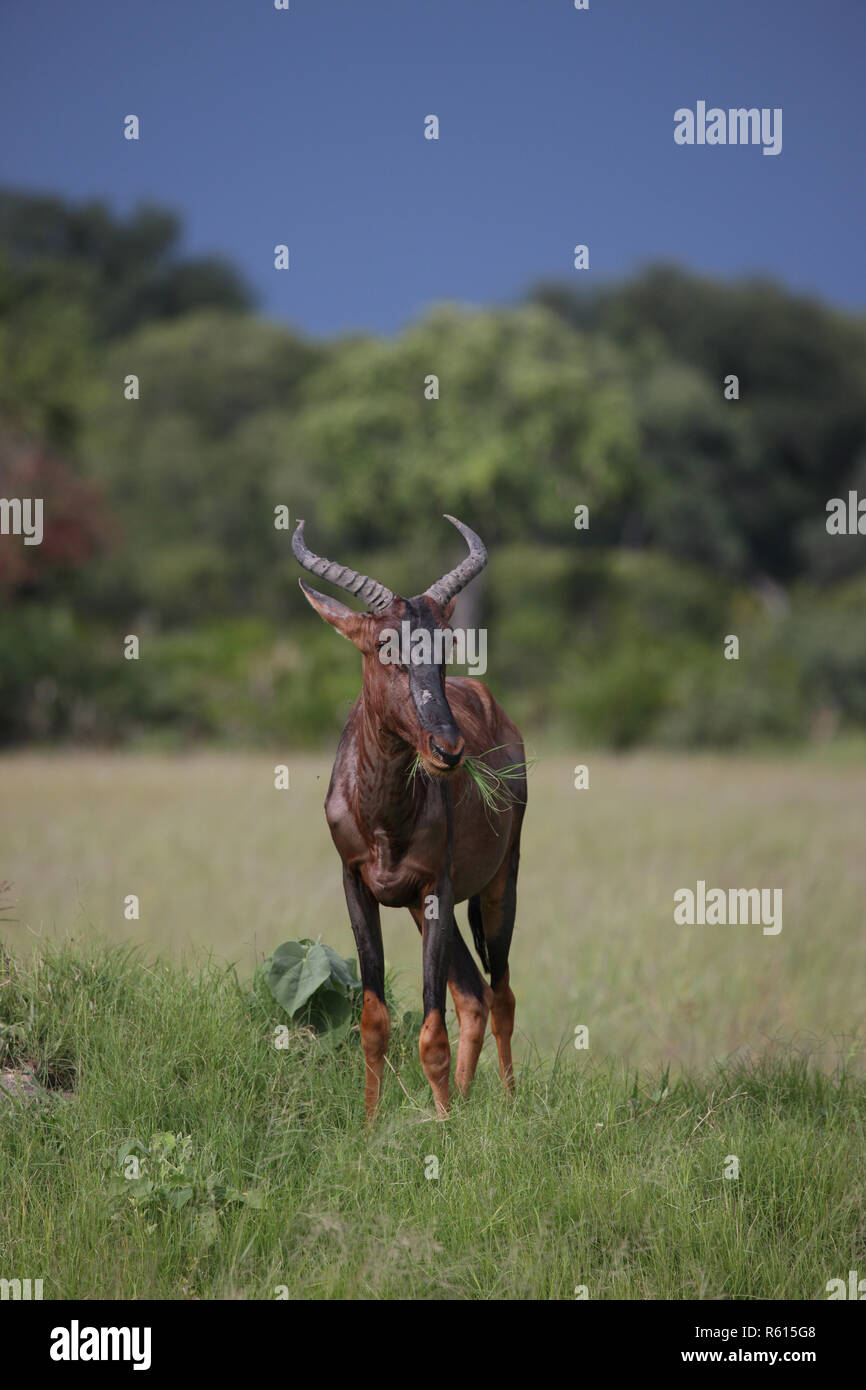 Wild Tsessebe Antelope in African Botswana savannah Stock Photo - Alamy