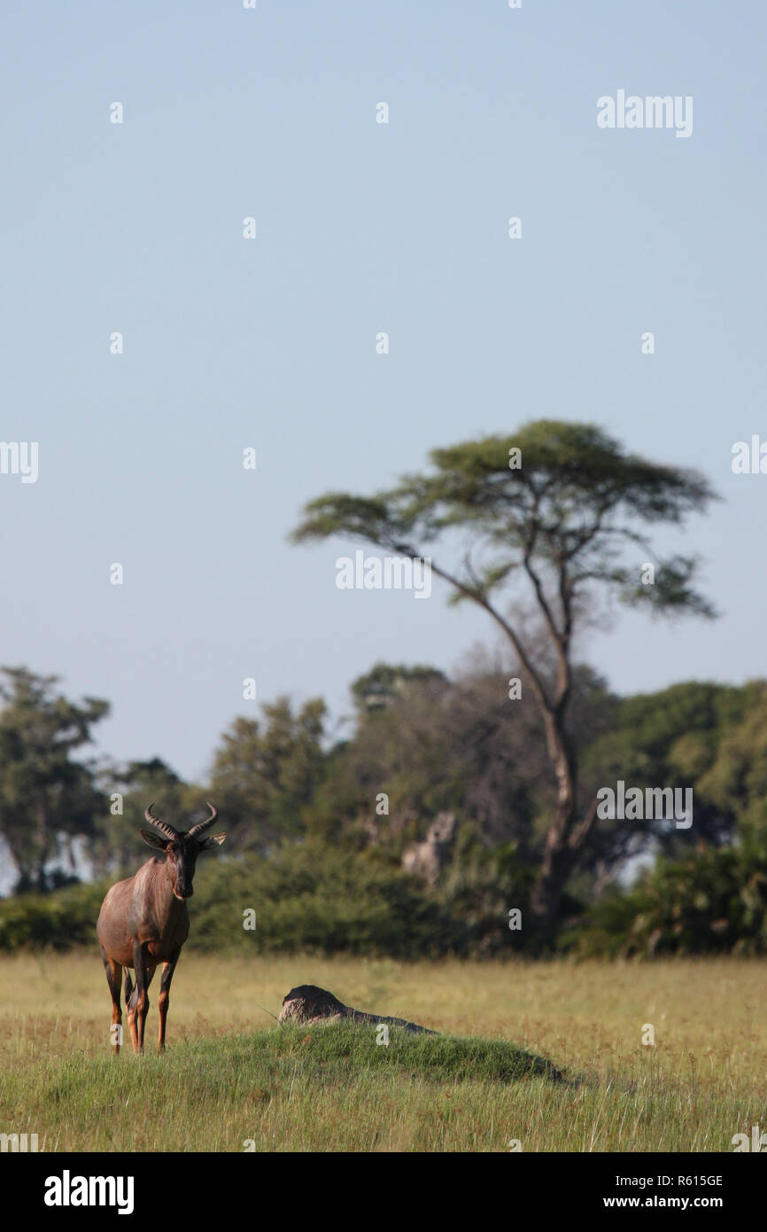 Wild Tsessebe Antelope in African Botswana savannah Stock Photo - Alamy