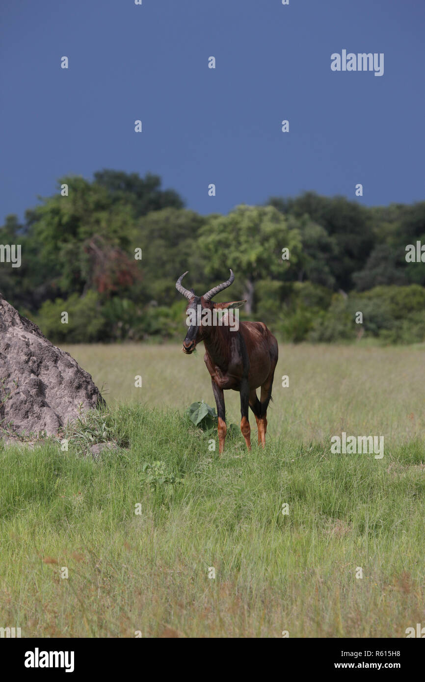Wild Tsessebe Antelope in African Botswana savannah Stock Photo - Alamy