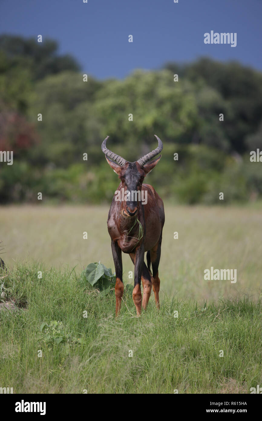 Wild Tsessebe Antelope in African Botswana savannah Stock Photo - Alamy