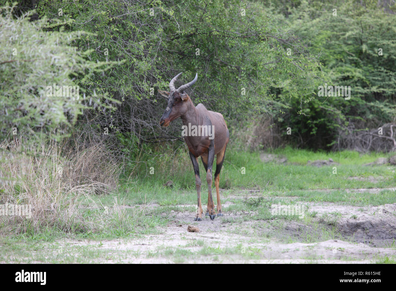 Wild Tsessebe Antelope in African Botswana savannah Stock Photo - Alamy