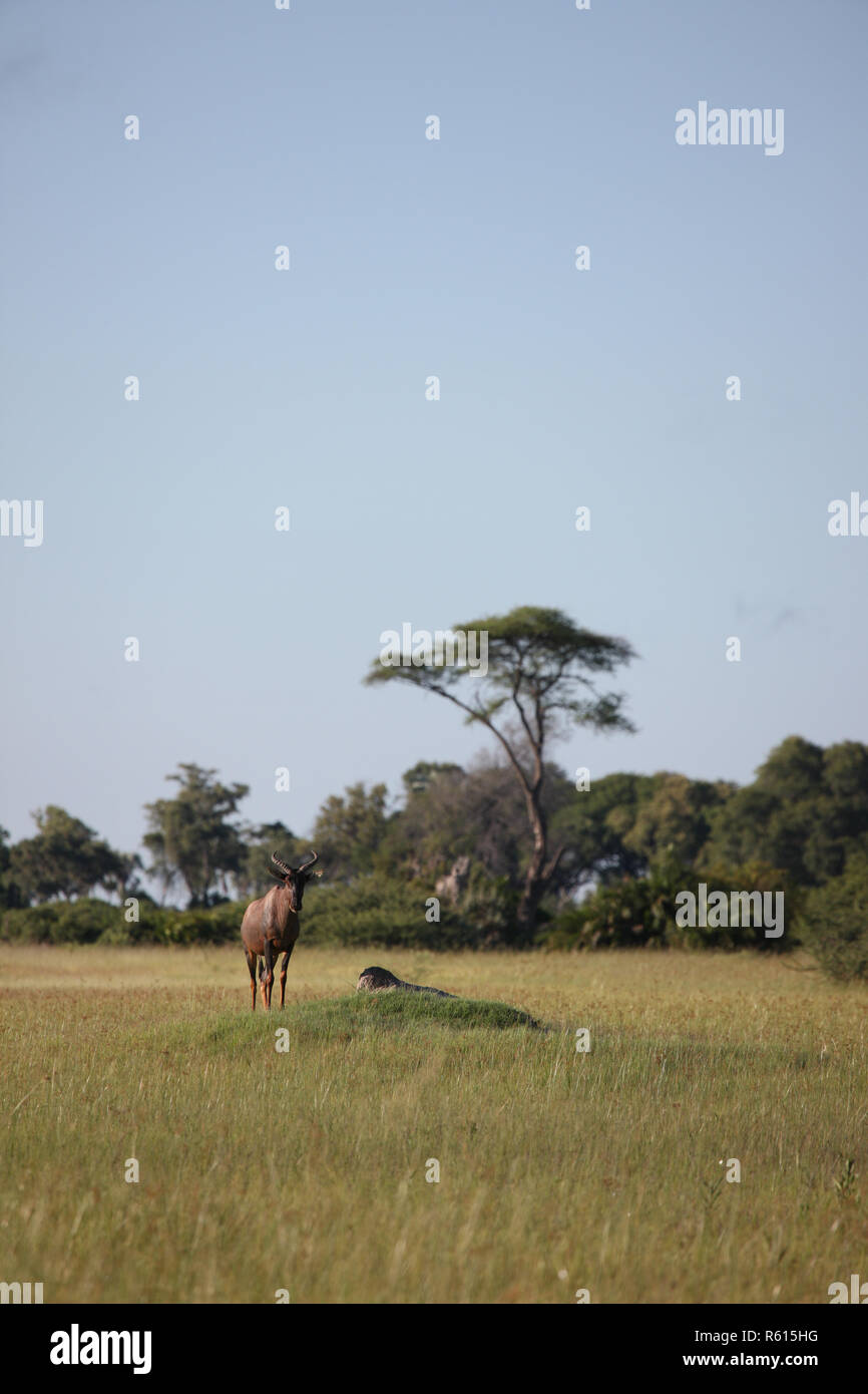 Wild Tsessebe Antelope in African Botswana savannah Stock Photo - Alamy