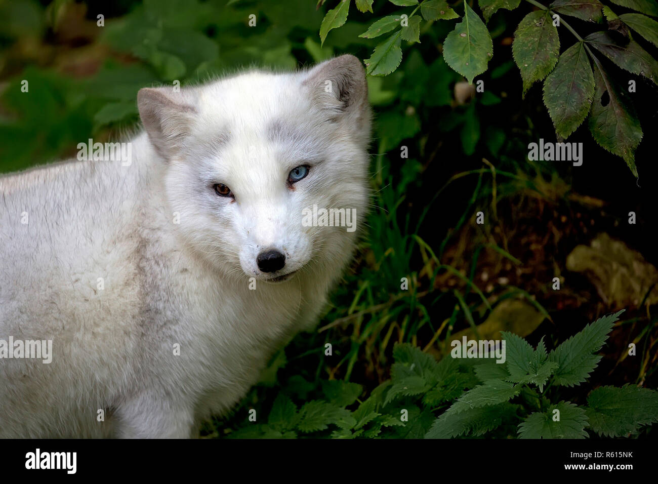 Silver fox, a portrait Stock Photo - Alamy