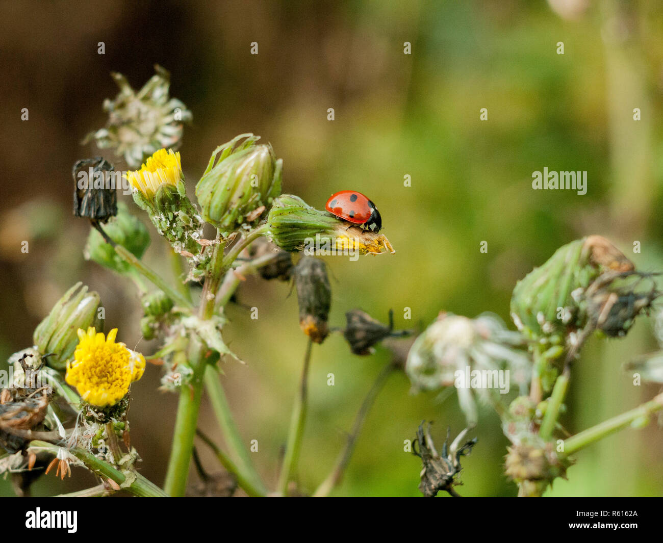 Ladybug side view hi-res stock photography and images - Alamy
