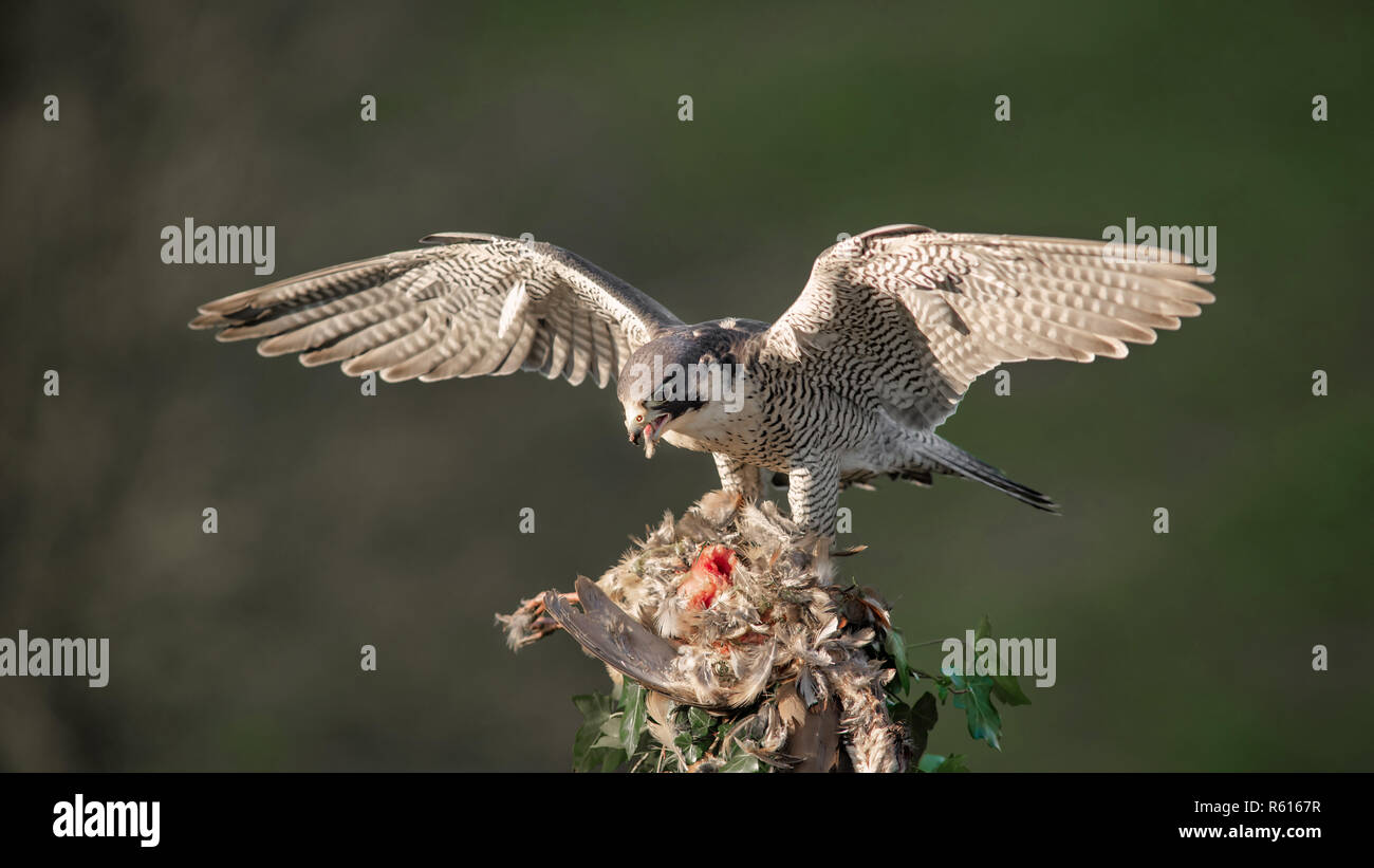 A close up of a peregrine falcon perched on the top of a post with a ...