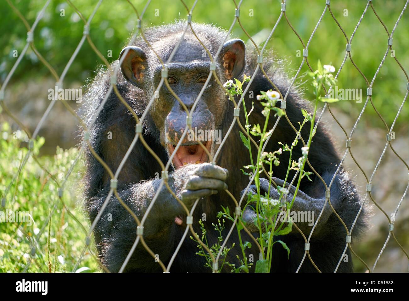 Chimpanzee behind fencing hi-res stock photography and images - Alamy