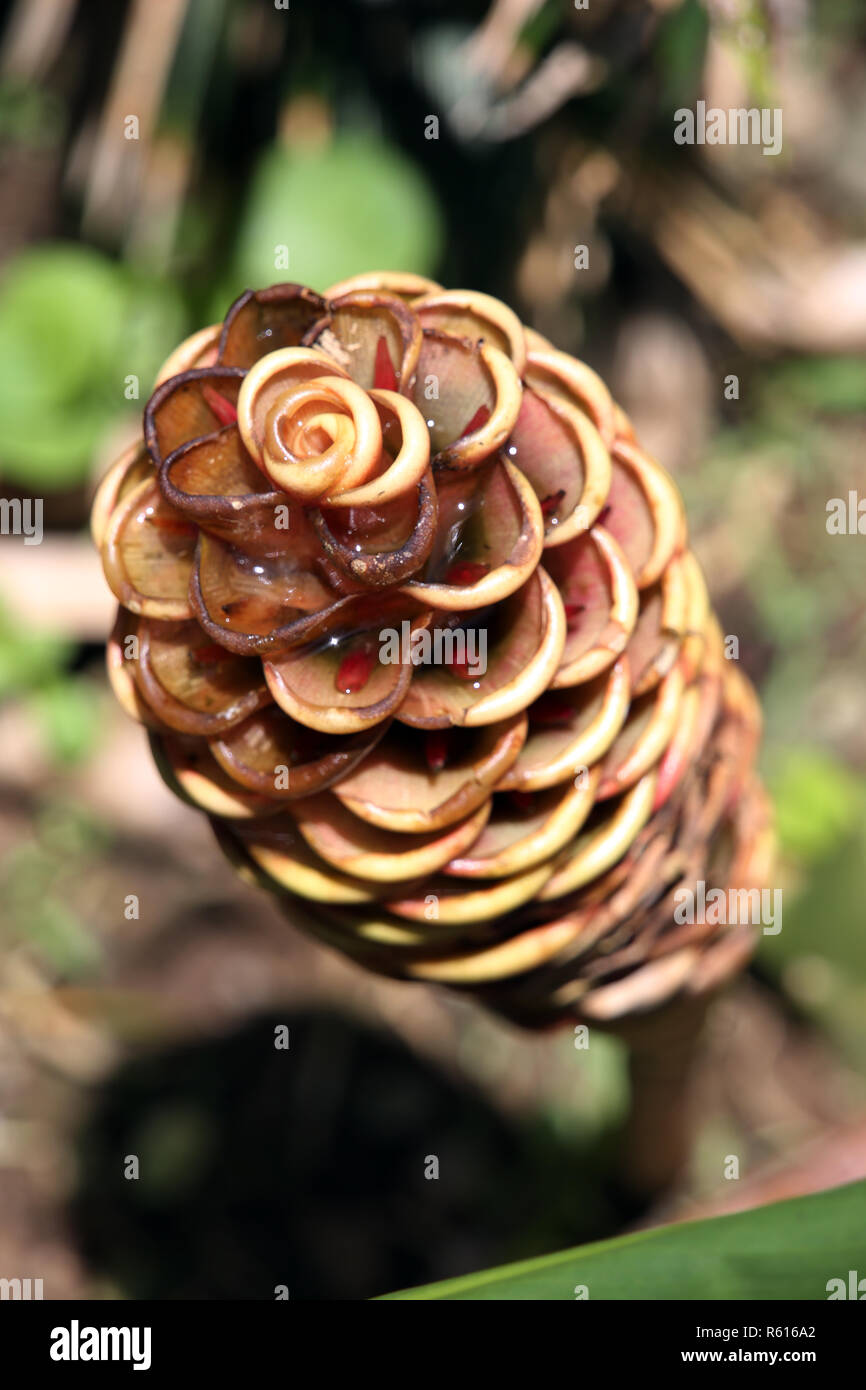 ginger flower (zingiber spectabile Stock Photo - Alamy