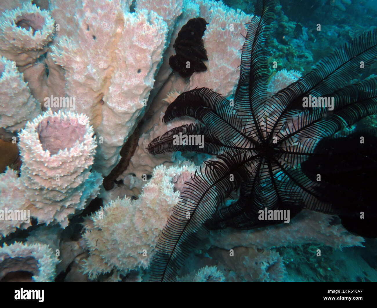 haarstern,feather star,(comanthus sp.) on tube sponge (amphimedon sp ...