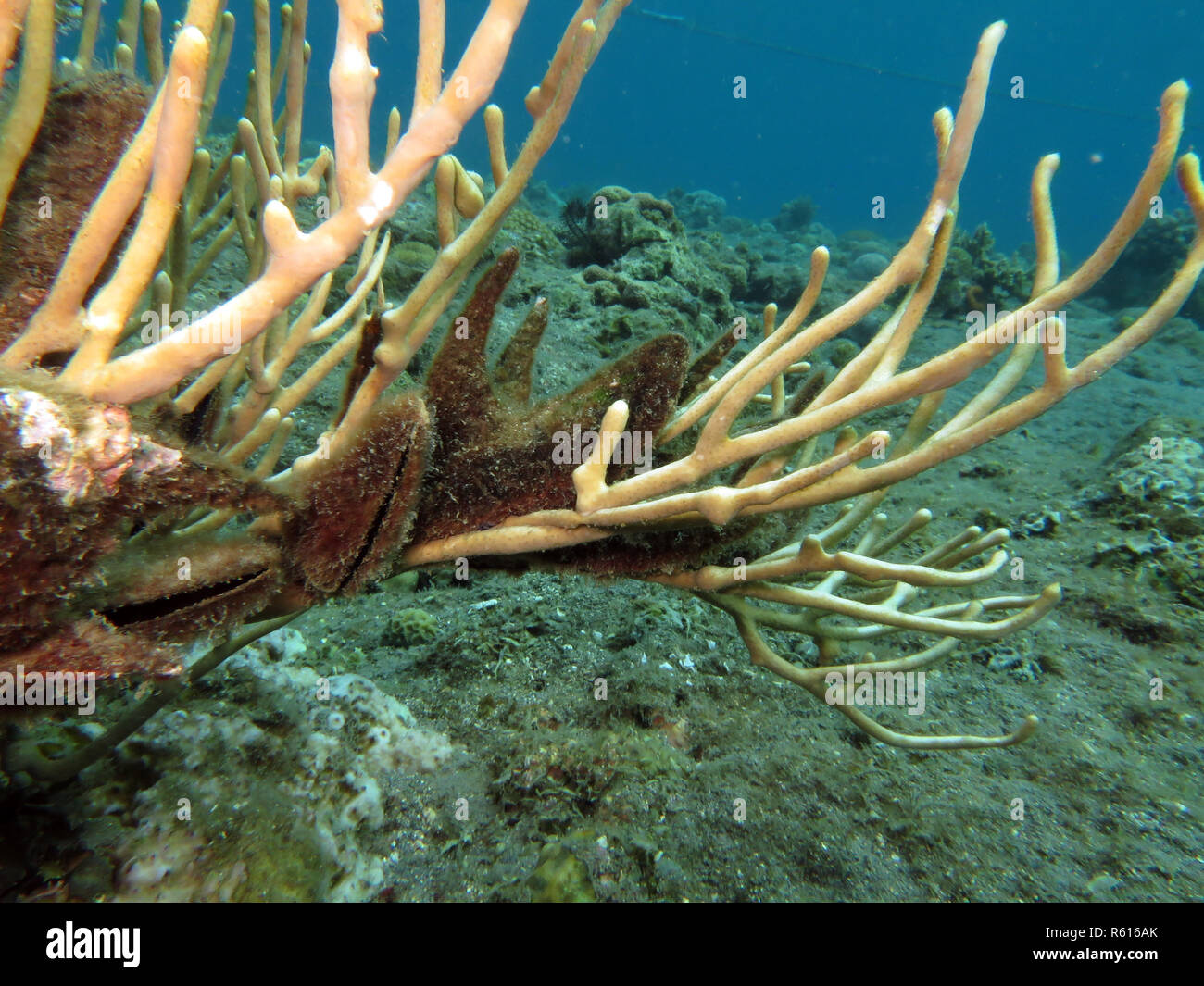 Pteria hi-res stock photography and images - Alamy