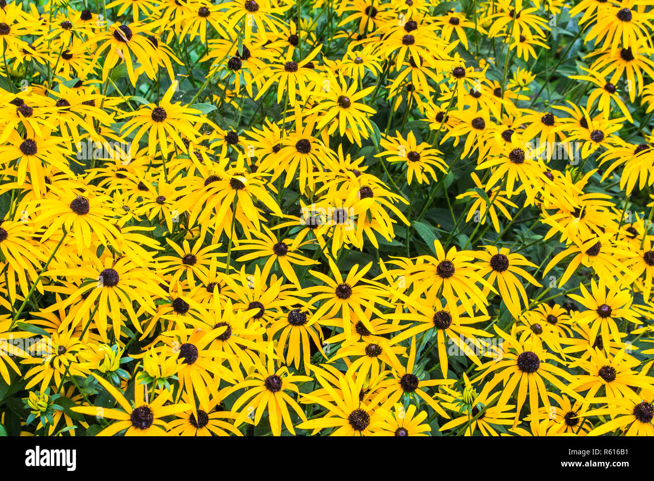 cone flowers arrangement Stock Photo - Alamy