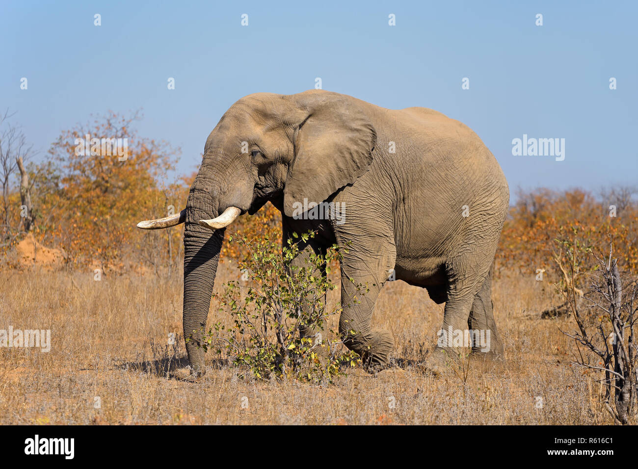 African bull elephant Stock Photo - Alamy