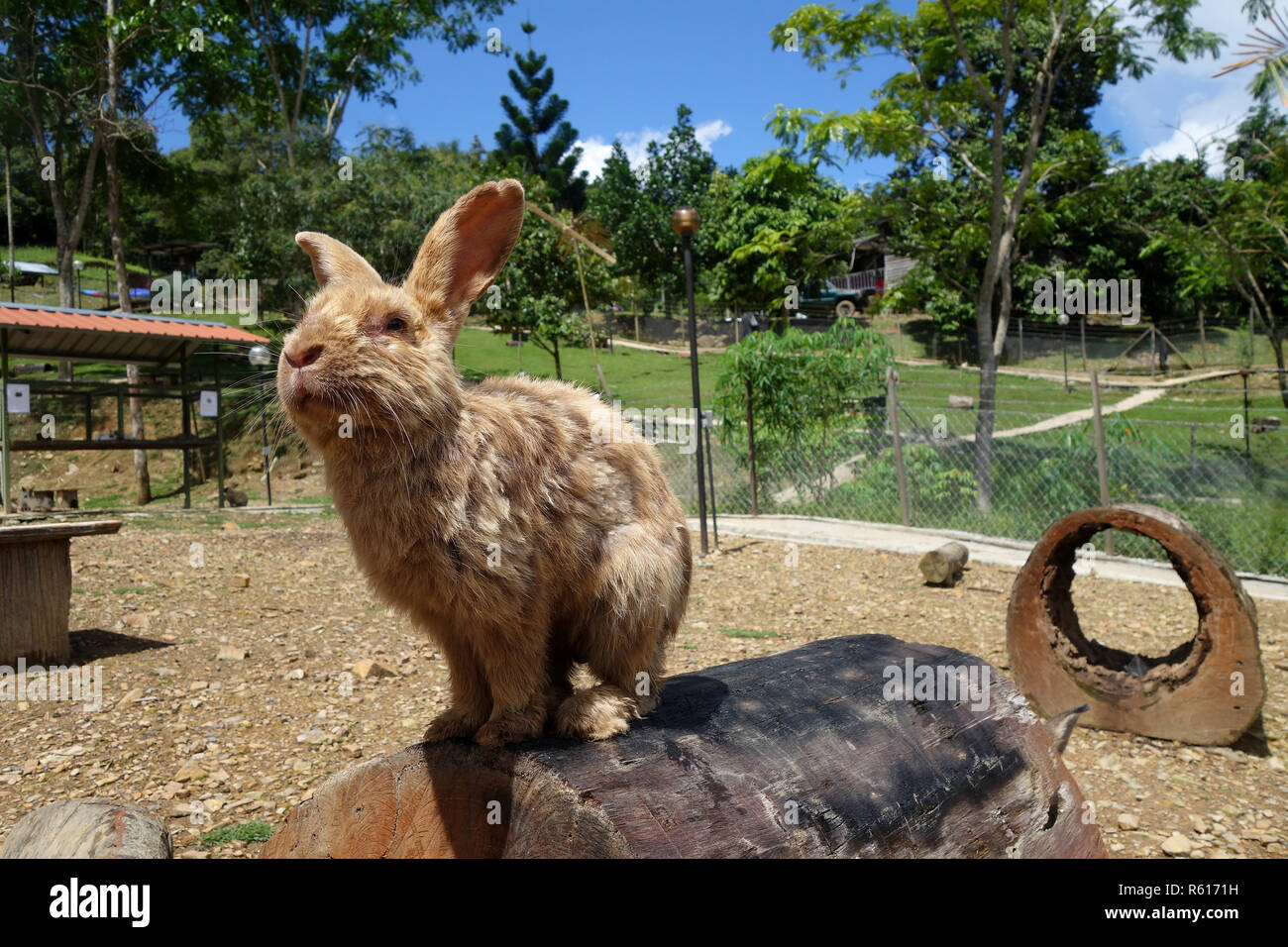 Cute rabbit in outdoor Stock Photo - Alamy