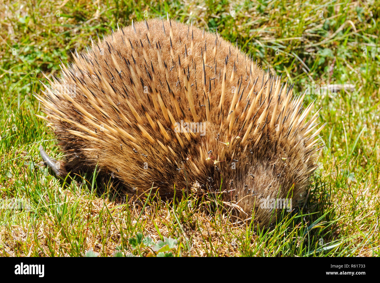 Echidna digging hi-res stock photography and images - Alamy