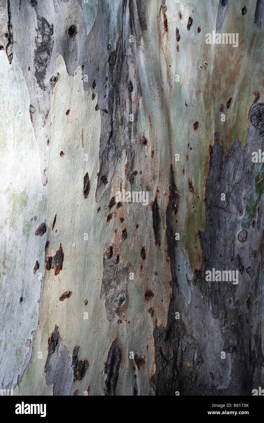 eucalyptus tree trunk Stock Photo - Alamy