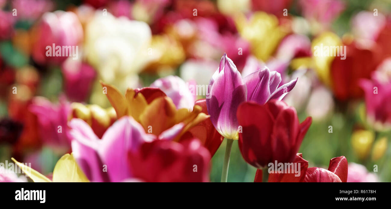 tulips spring colors colorful Stock Photo - Alamy