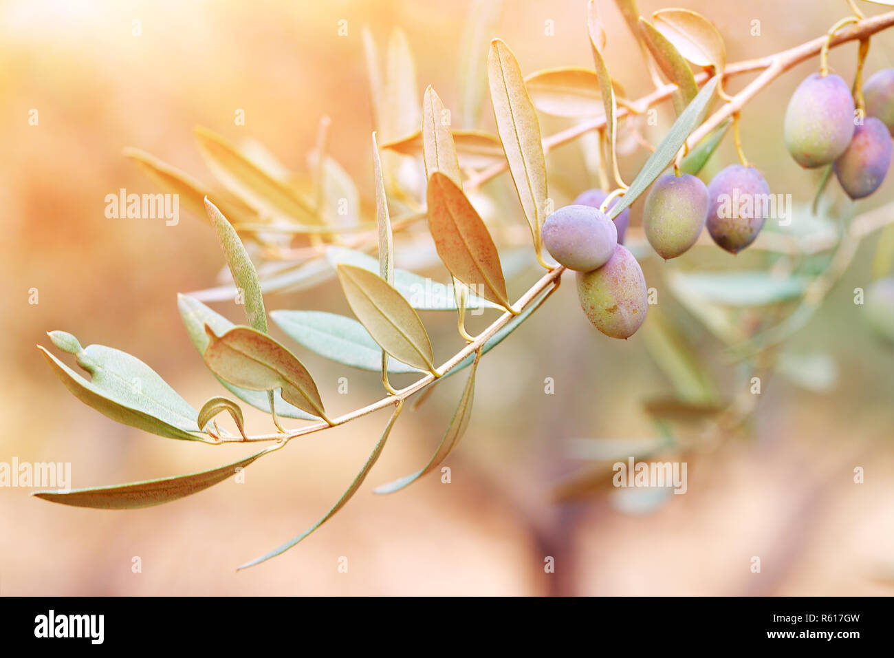 Olive tree branch Stock Photo - Alamy