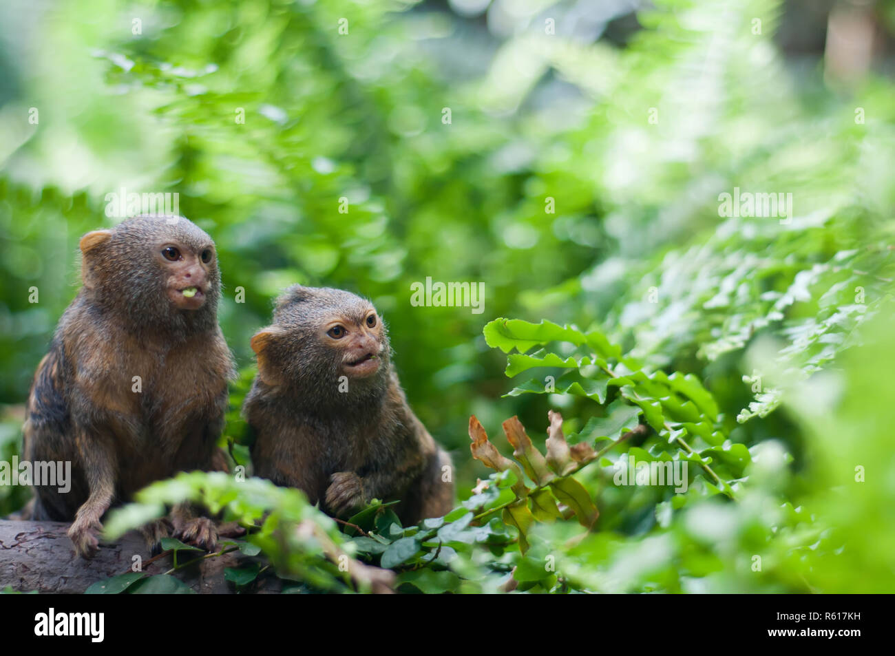 Pygmymarmosets hi-res stock photography and images - Alamy