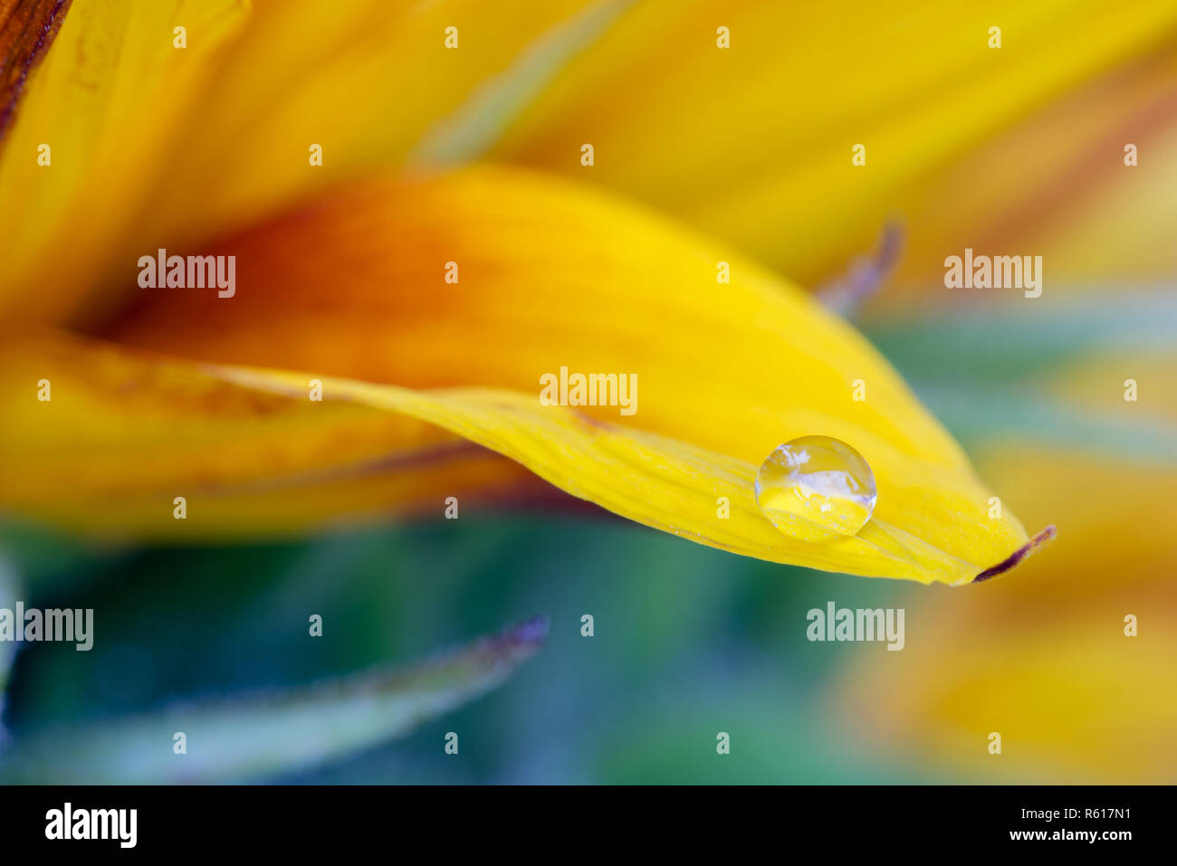 Macro drop on the sunflower petal Stock Photo - Alamy