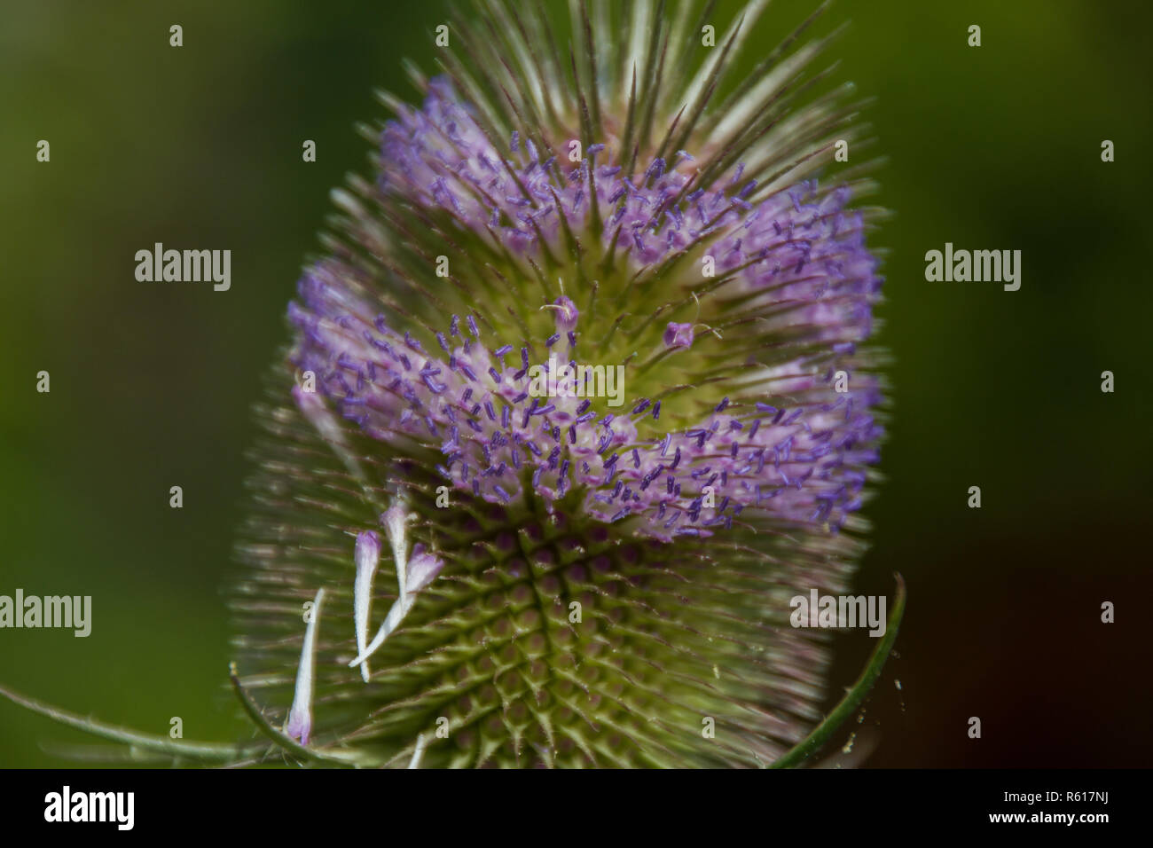 purple blooming thistle Stock Photo - Alamy